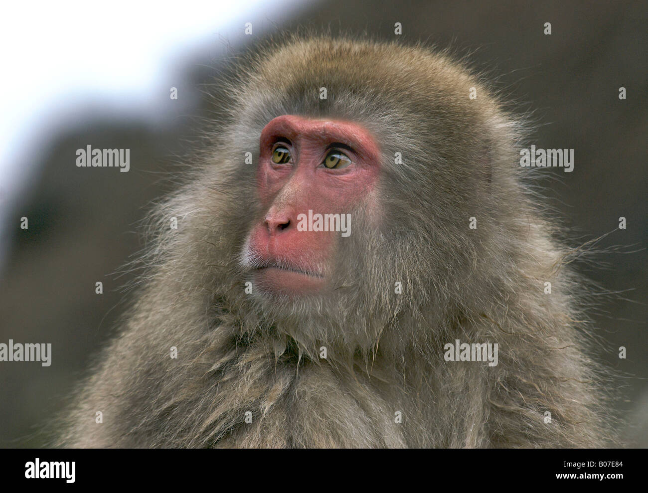 Japanese Macaque at Jogokudani Monkey Park, Yamanouchi town, Nagano ...