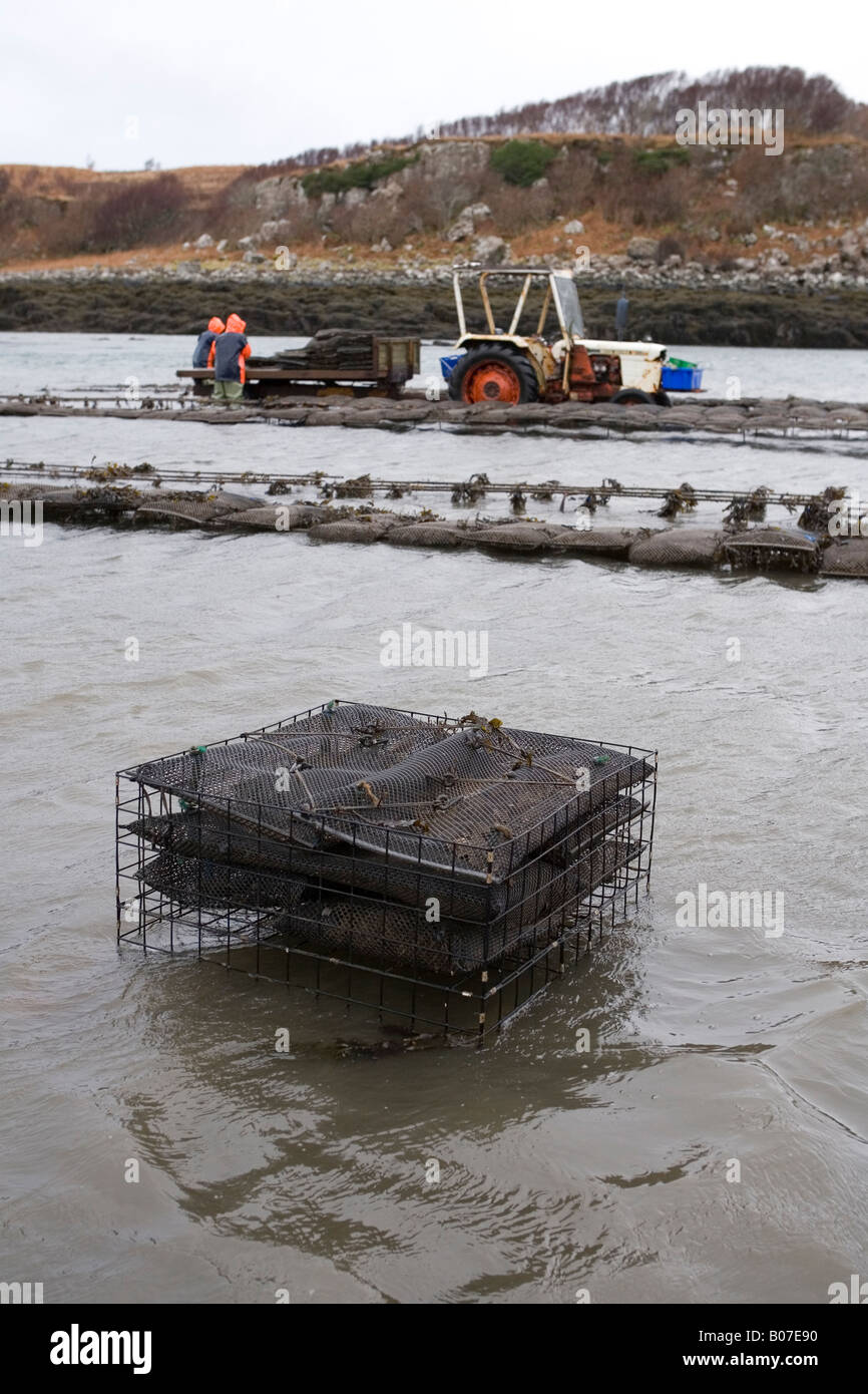 Oyster farmers working, Croig, Mull, Scotland, UK Stock Photo - Alamy