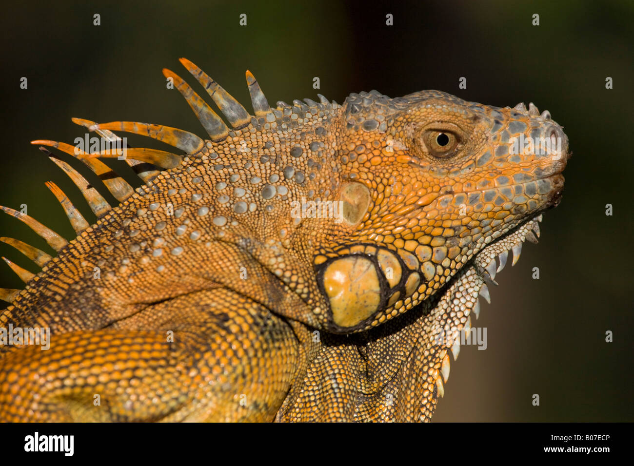 Belize animals hi-res stock photography and images - Alamy