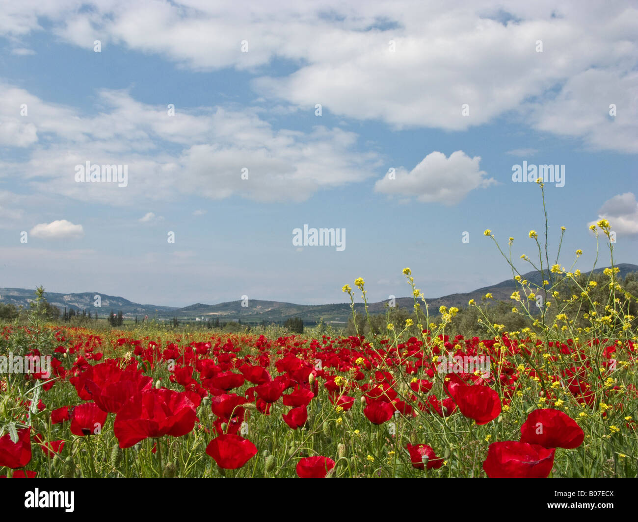 Greek poppy field greece hi-res stock photography and images - Alamy
