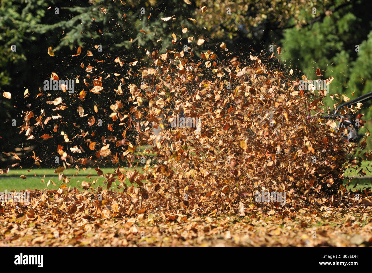 Leaves blown in the air hi-res stock photography and images - Alamy