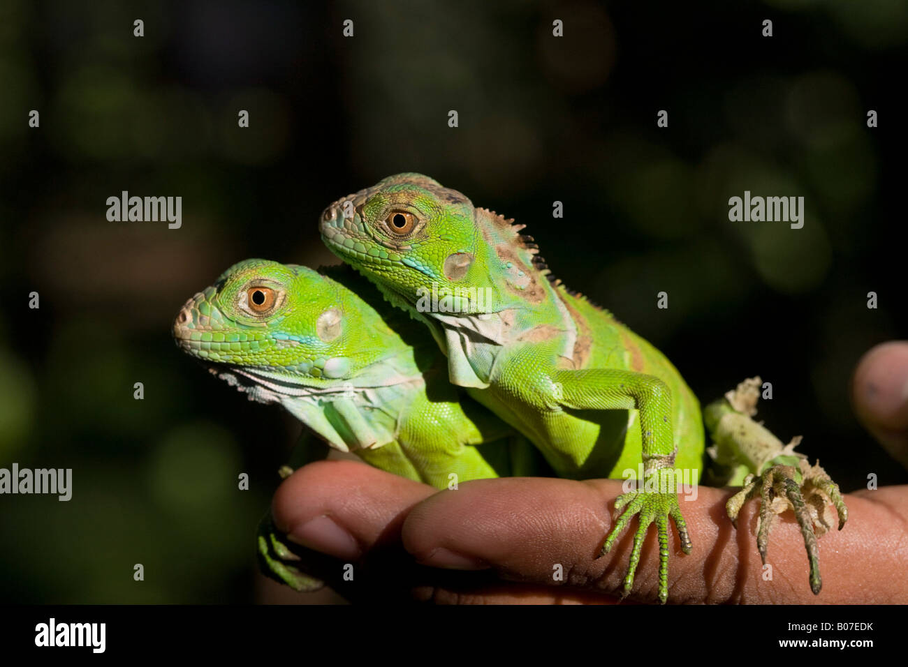 Baby Male Green Iguana