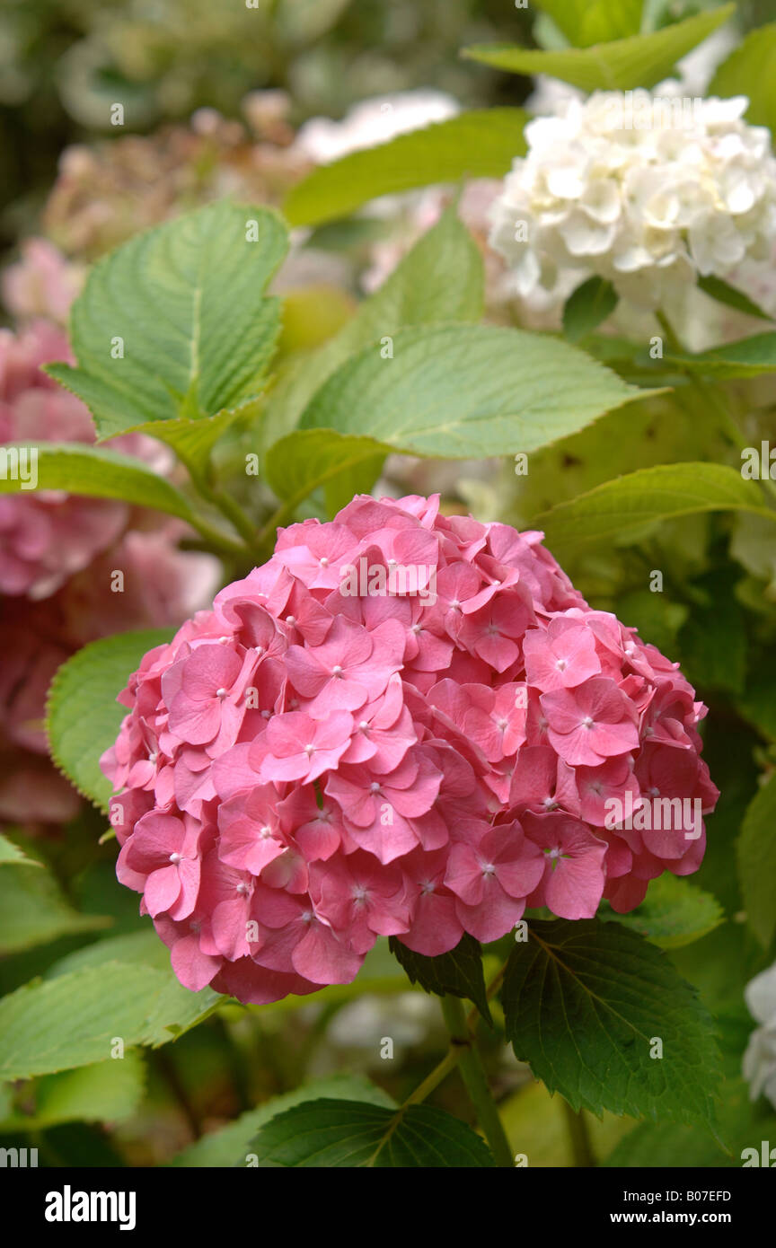 Hydrangeas in english country garden hi-res stock photography and ...