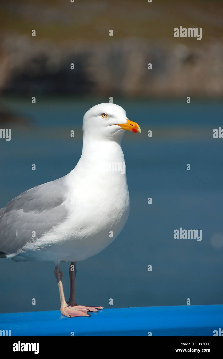Seagull in British seaside town Stock Photo - Alamy