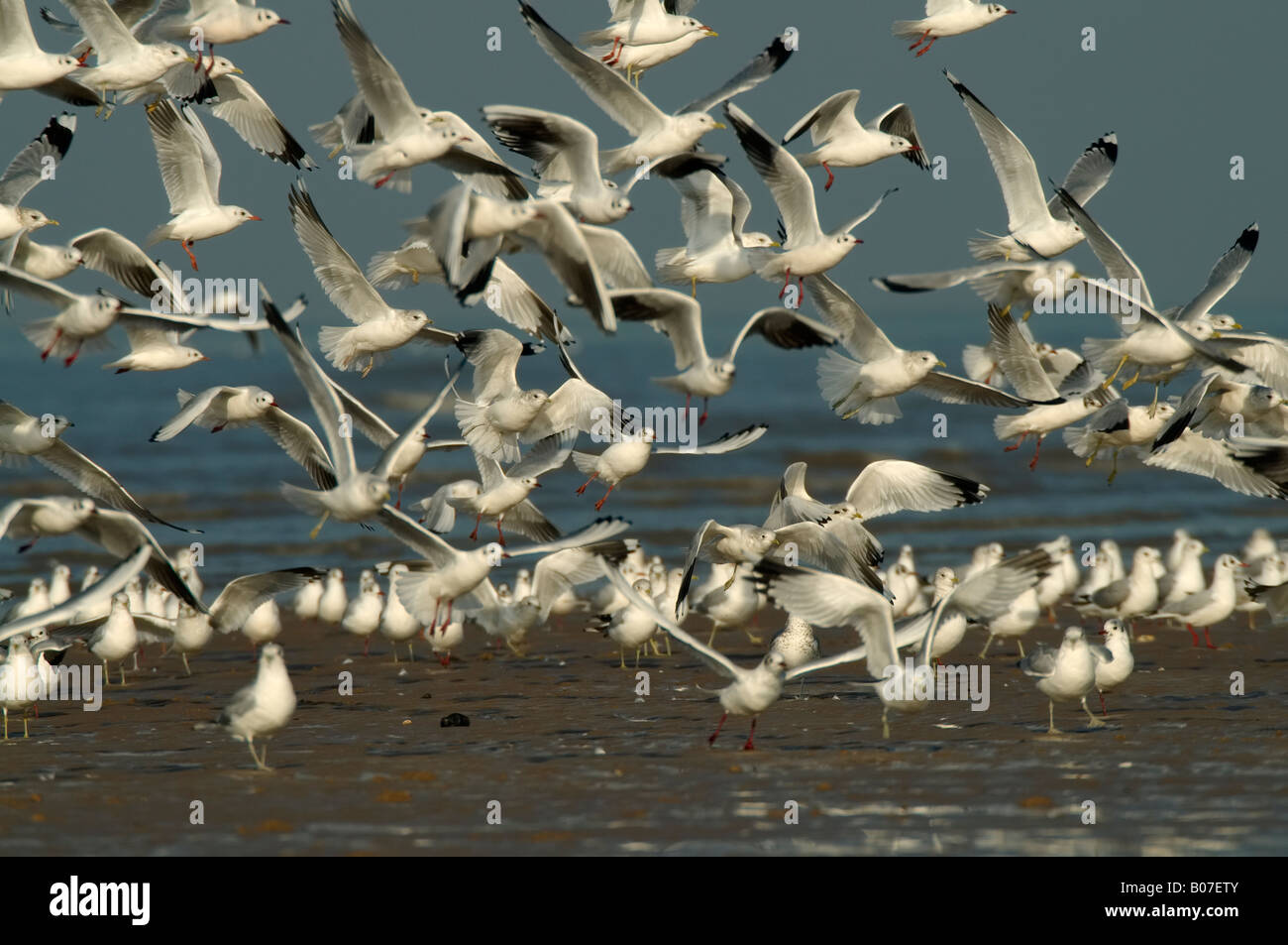 Flock of mixed Black headed and Common seagulls Stock Photo - Alamy