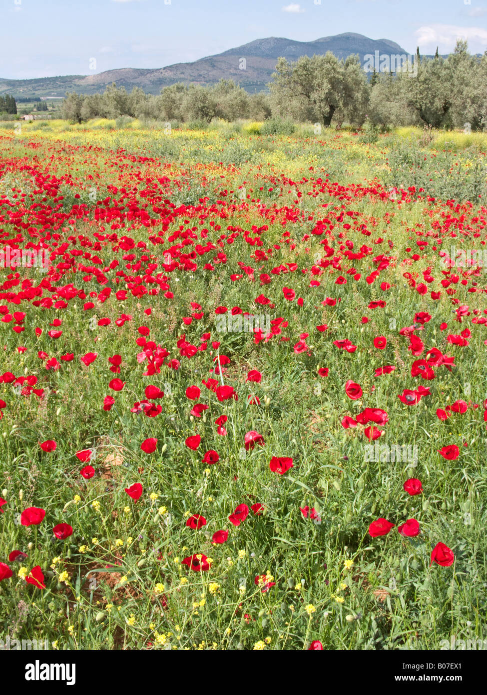 Greek poppy field greece hi-res stock photography and images - Alamy