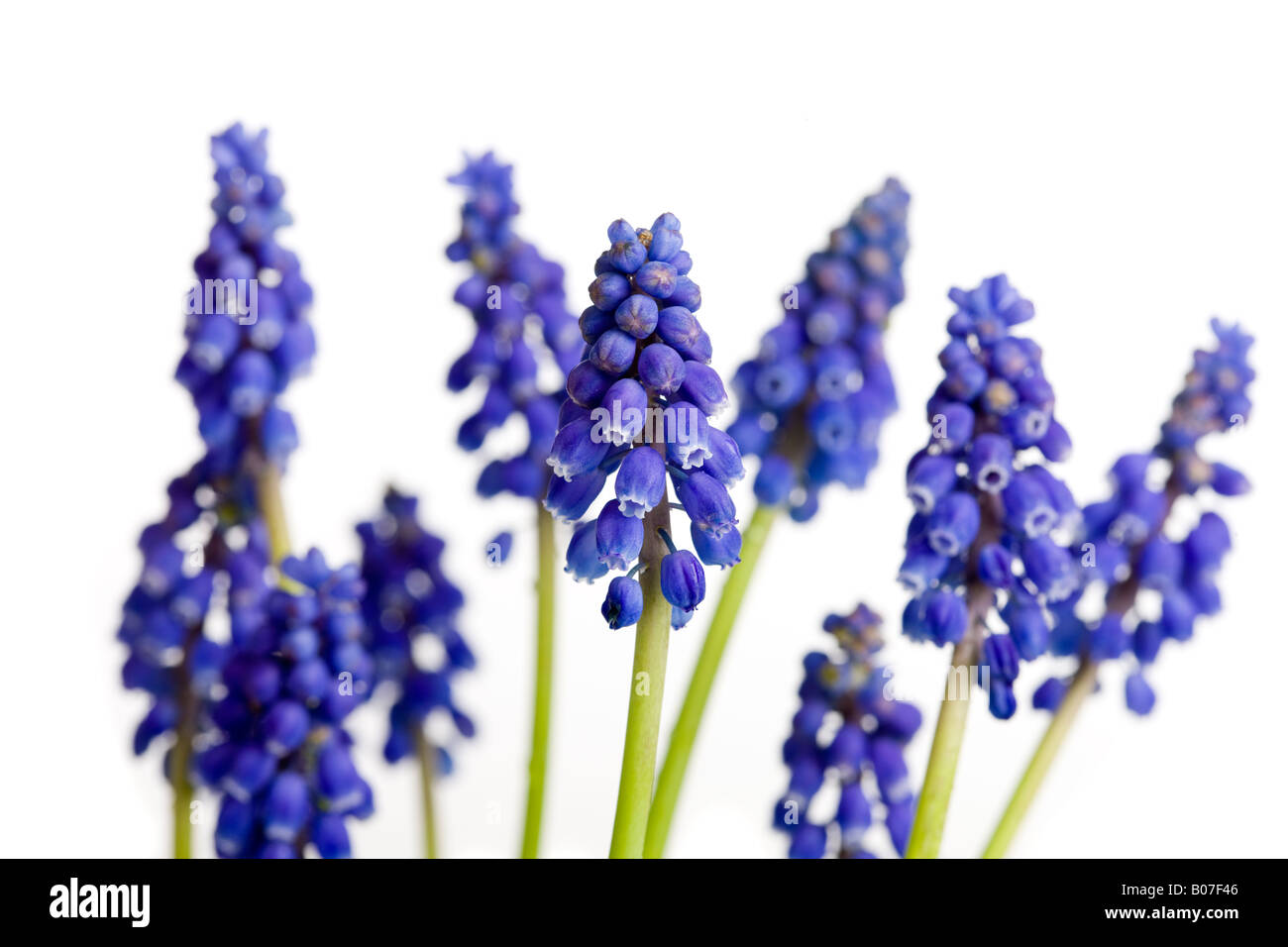 Muscari botryoides In aRGB color for beautiful prints Stock Photo - Alamy