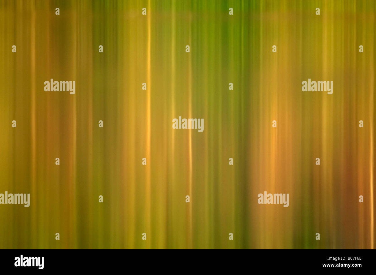 Abstract reflections of birch and ash trees in a mirror smooth Cheshire ...