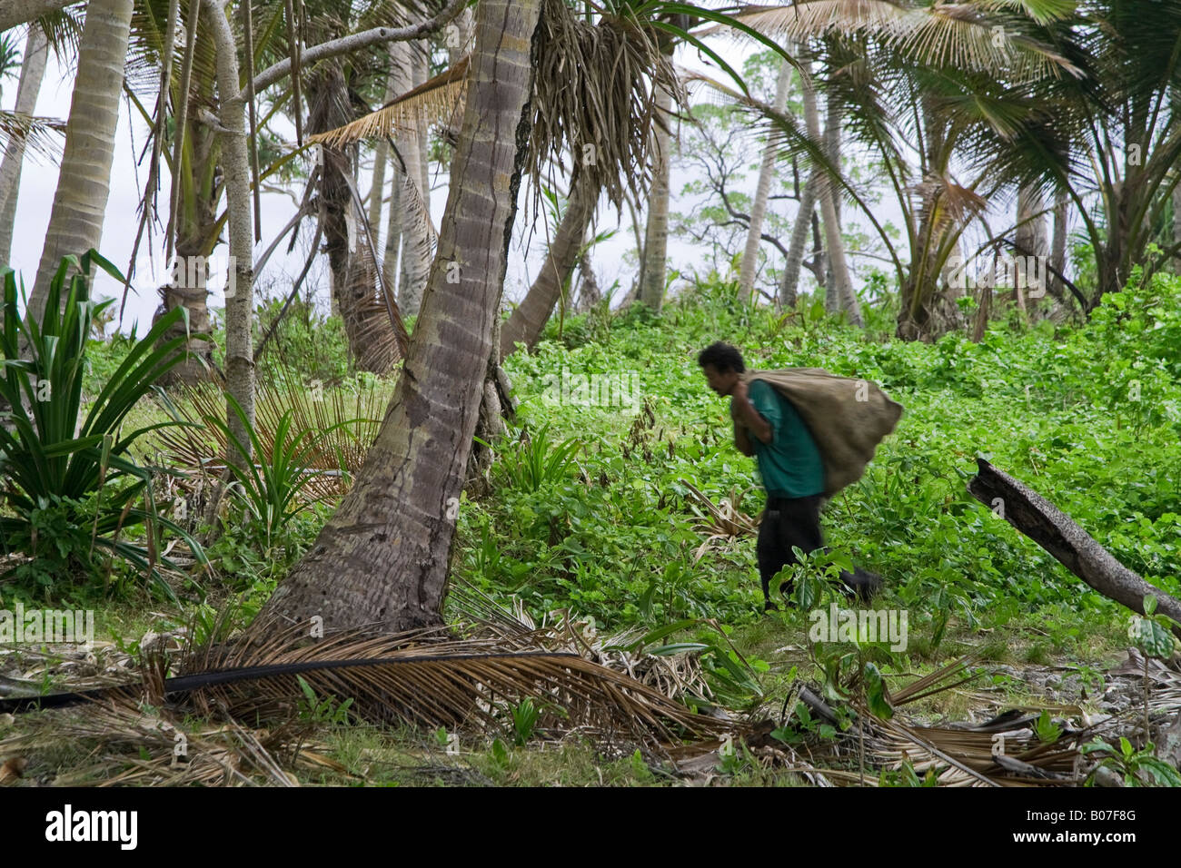 Collecting coconuts, Jaluit Atoll, Marshall Islands Stock Photo - Alamy