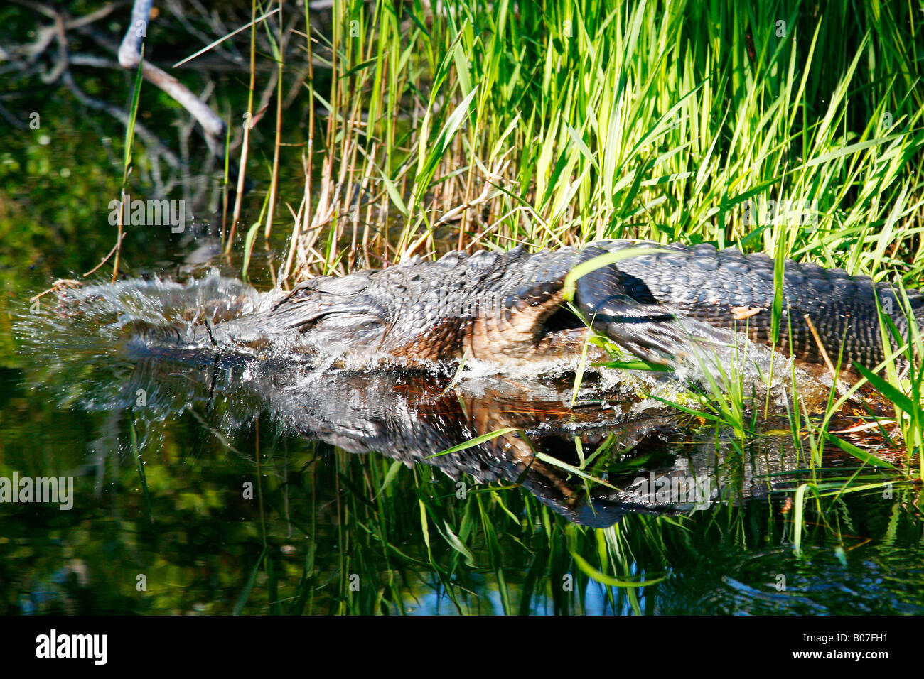 American Alligator (Alligator mississippiensis) diving into water ...