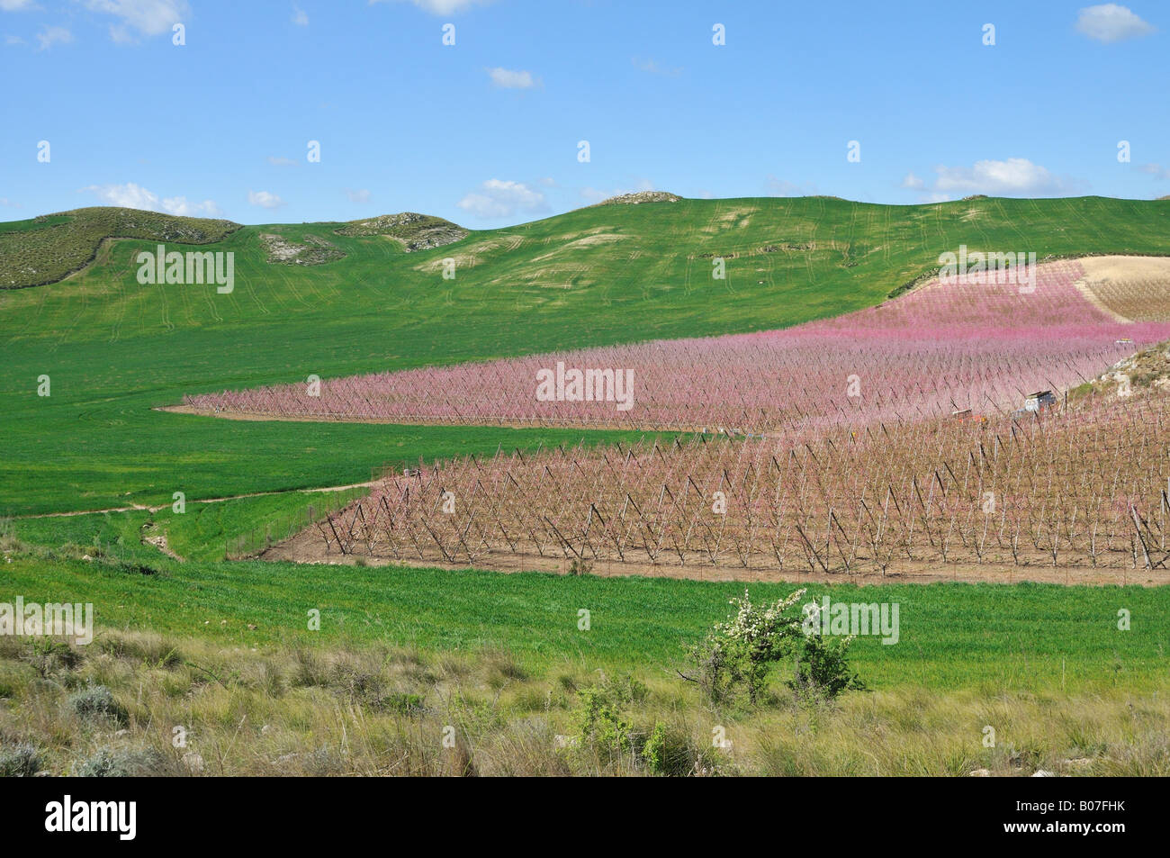 Peach tree italy hi-res stock photography and images - Alamy