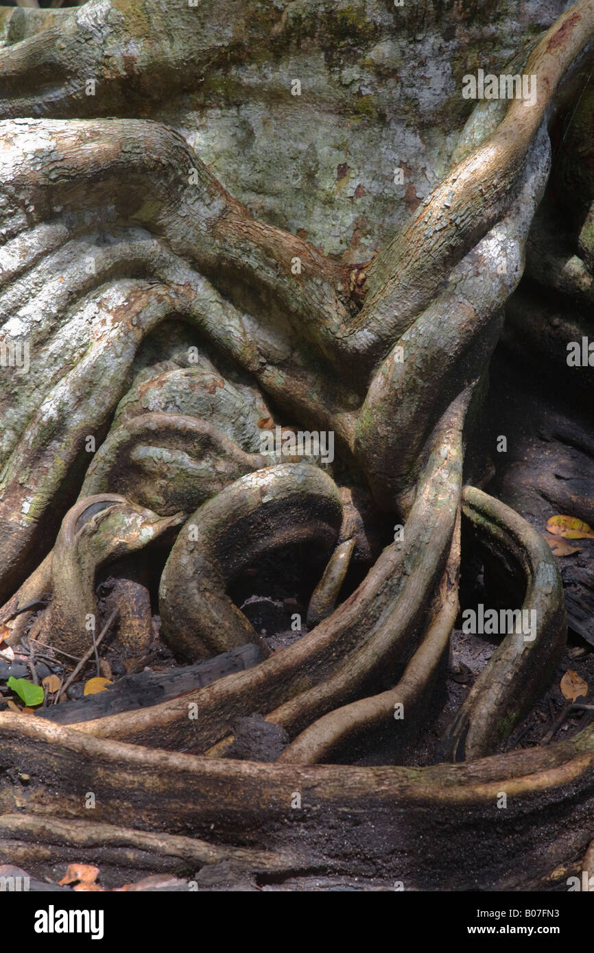 Panama, Bocas del Toro Province, Carenero Island (Isla Carenero), Roots ...