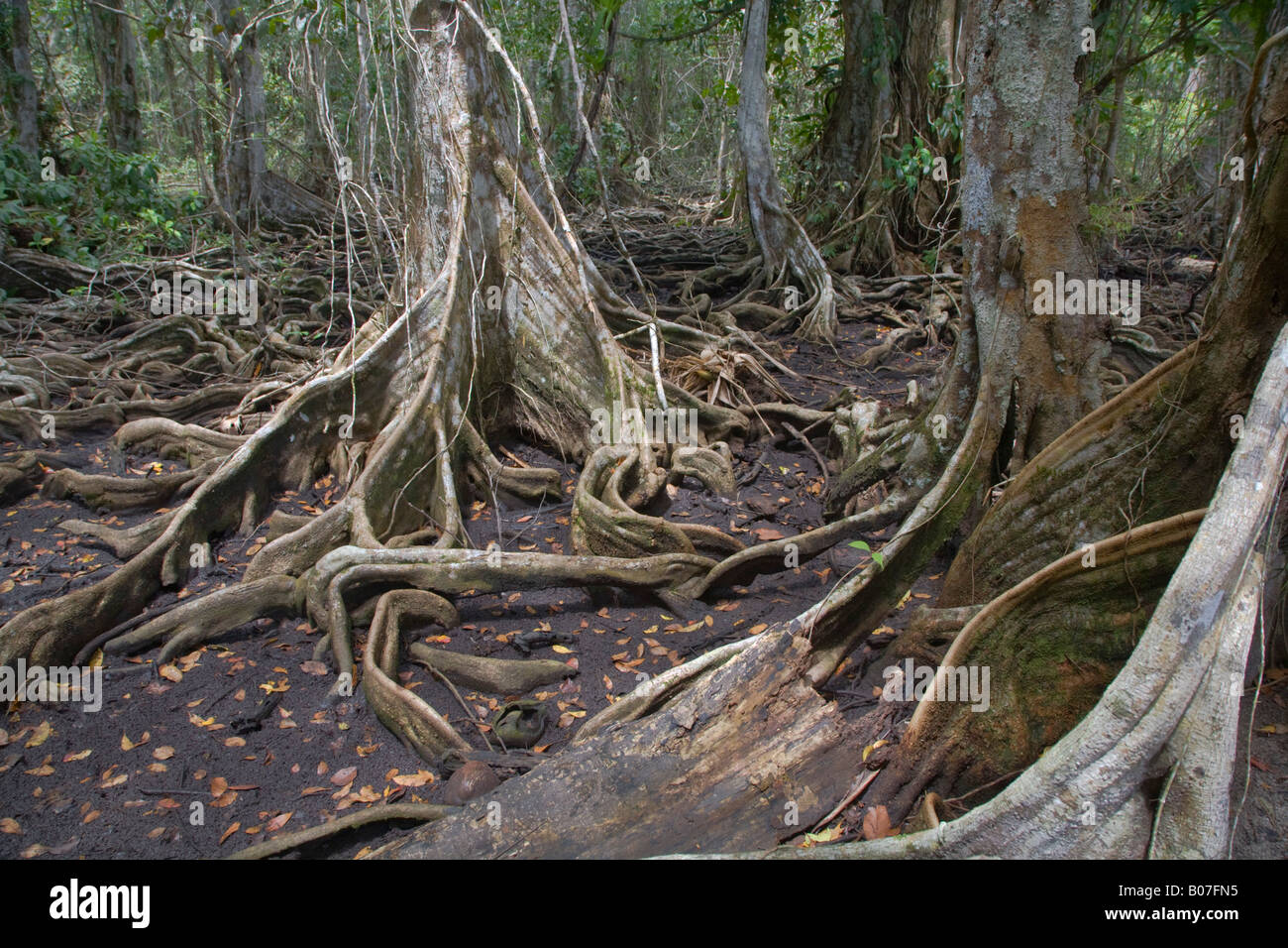 Panama, Bocas del Toro Province, Carenero Island (Isla Carenero), Roots ...