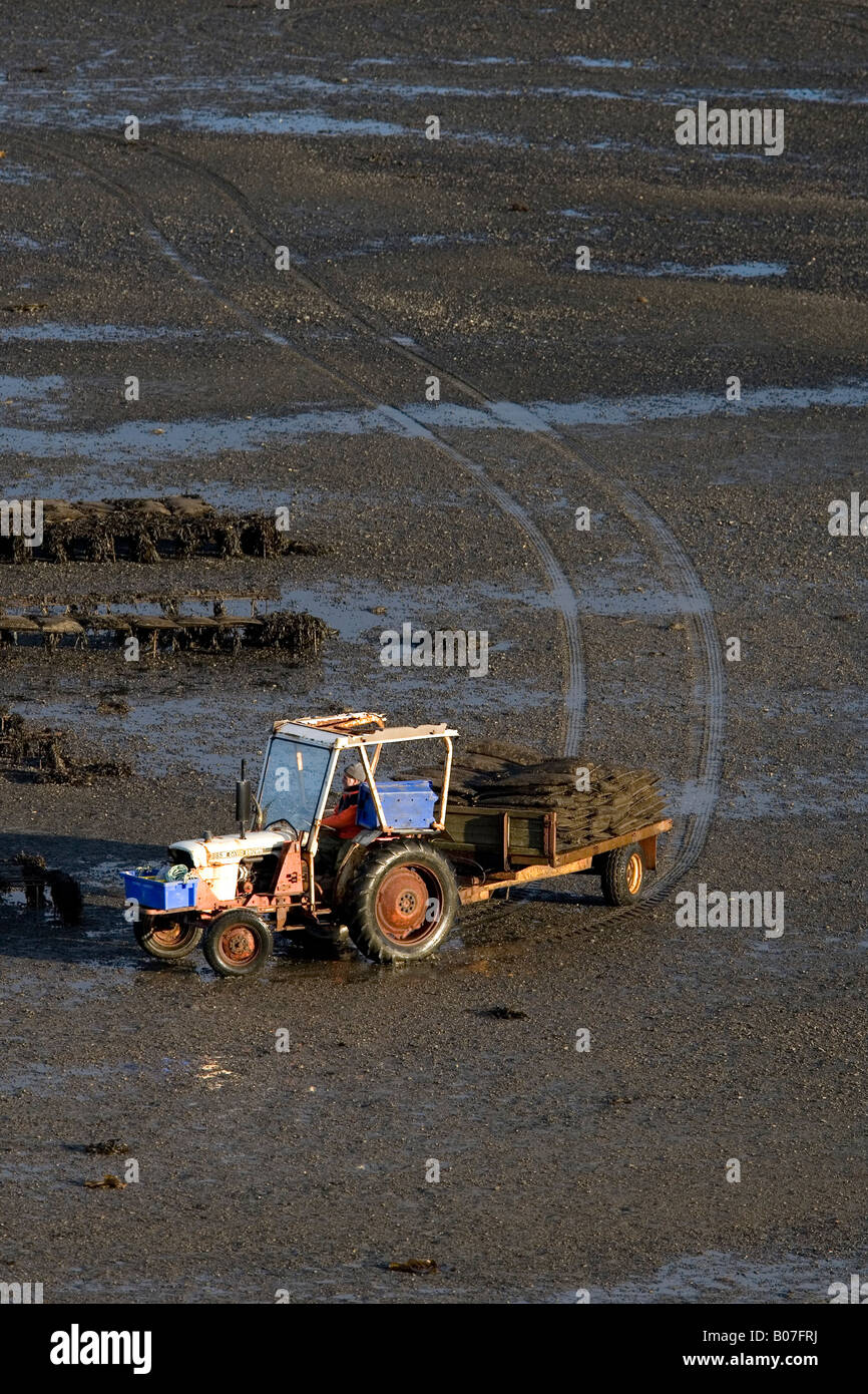 Oyster farmers working, Croig, Mull, Scotland, UK Stock Photo - Alamy