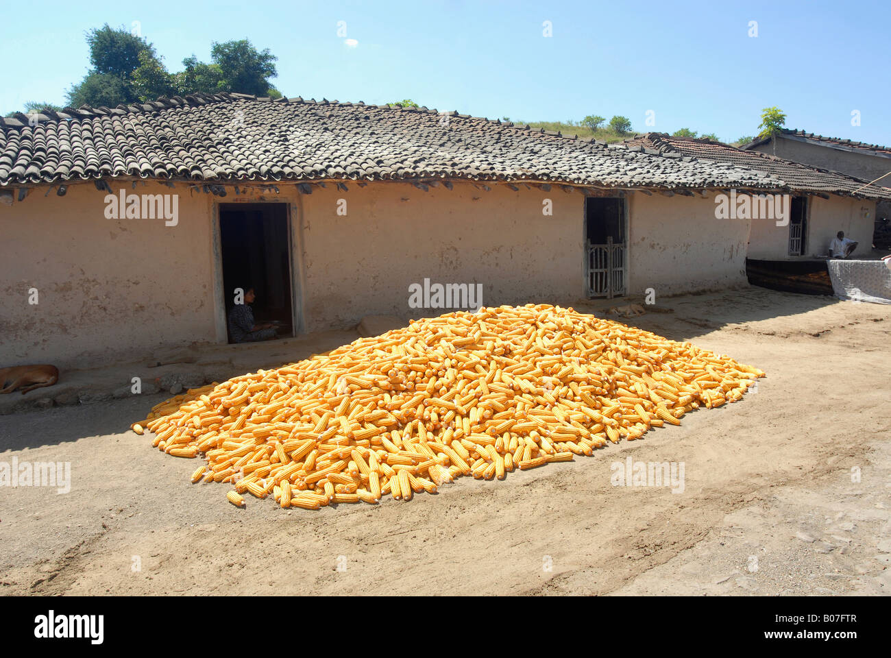 Corn drying process. Kokna tribe Stock Photo - Alamy