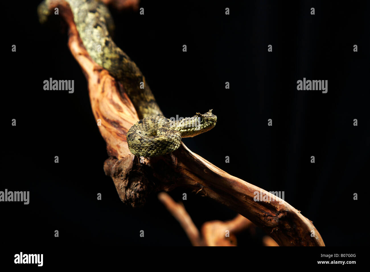 Timber Rattlesnake crawling on a branch Stock Photo - Alamy