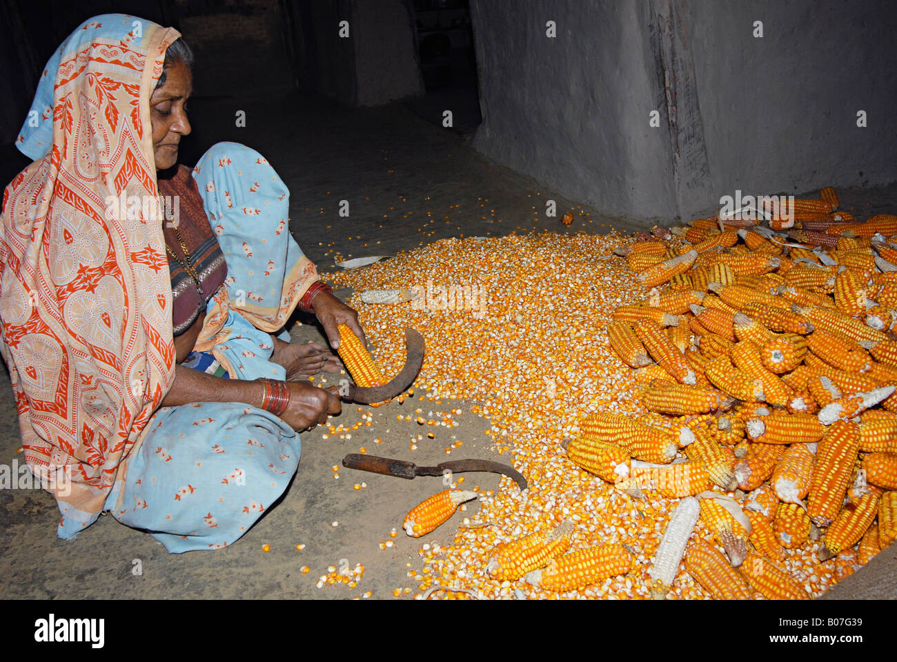 Old woman separating the corn from the corncob. Kokna tribe Stock Photo ...