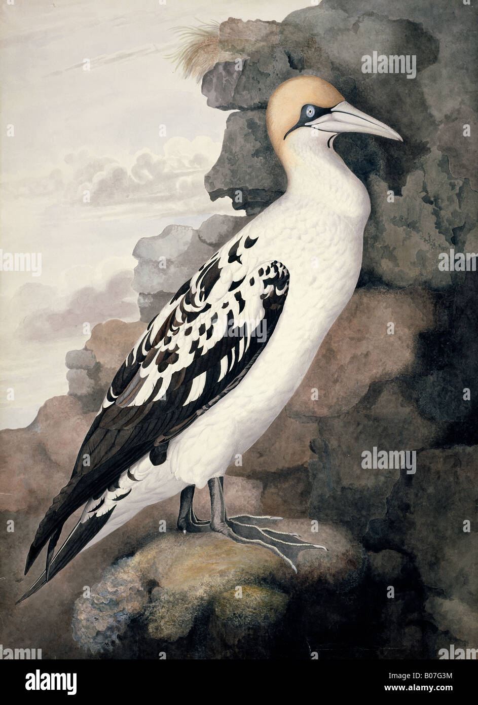 Morus bassanus, northern gannet Stock Photo - Alamy