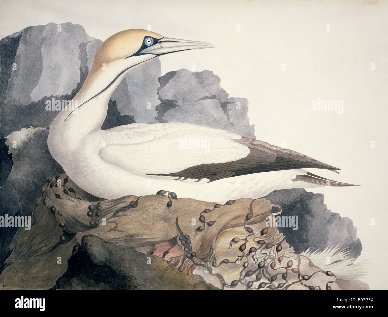 Gannet Illustration High Resolution Stock Photography and Images - Alamy