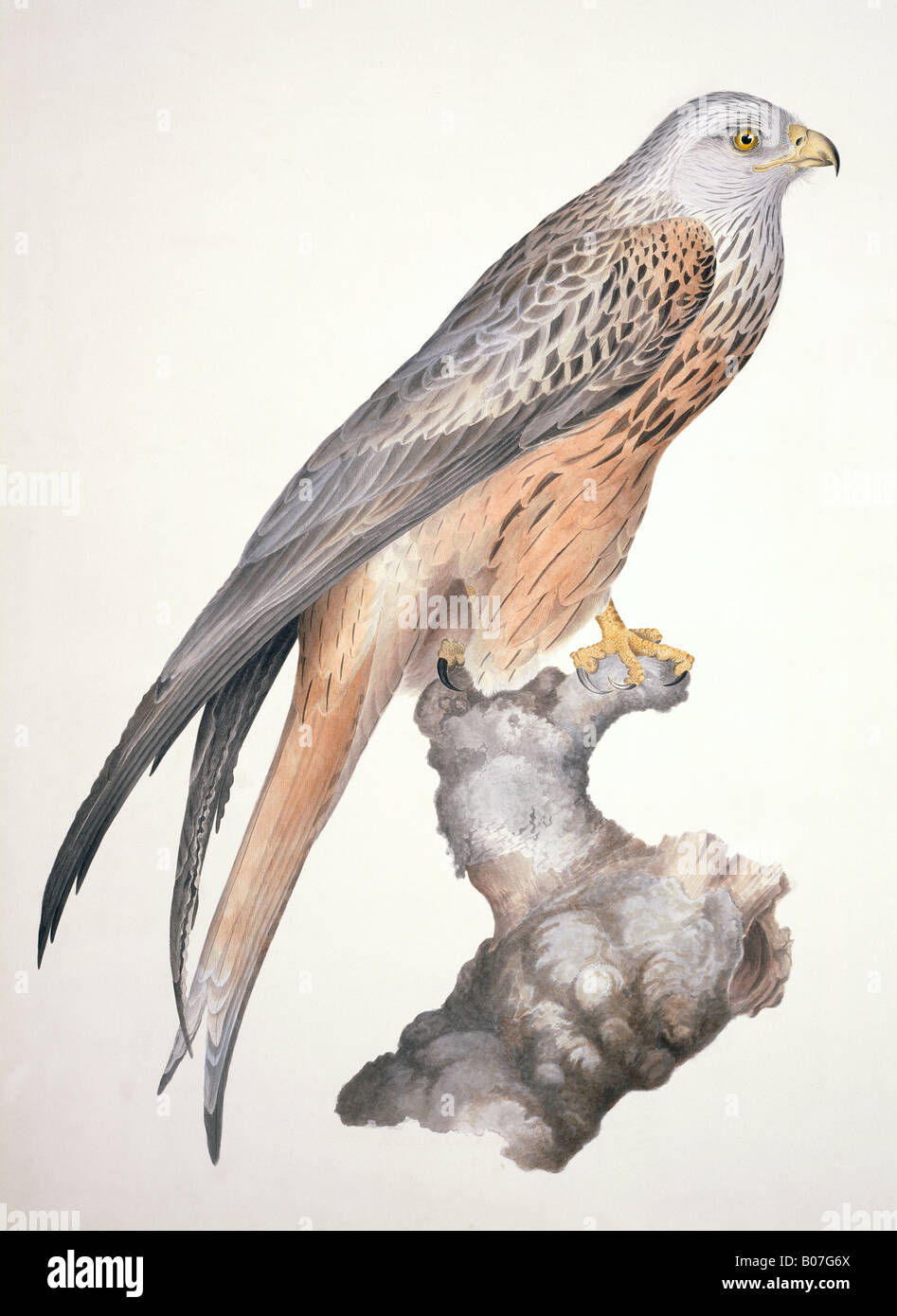Milvus milvus illustration hi-res stock photography and images - Alamy