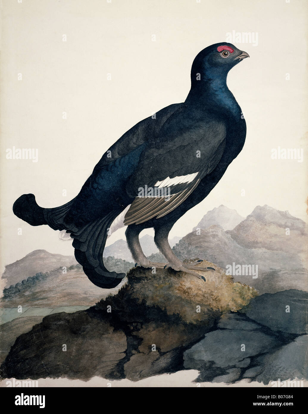 Tetrao tetrix, black grouse Stock Photo - Alamy