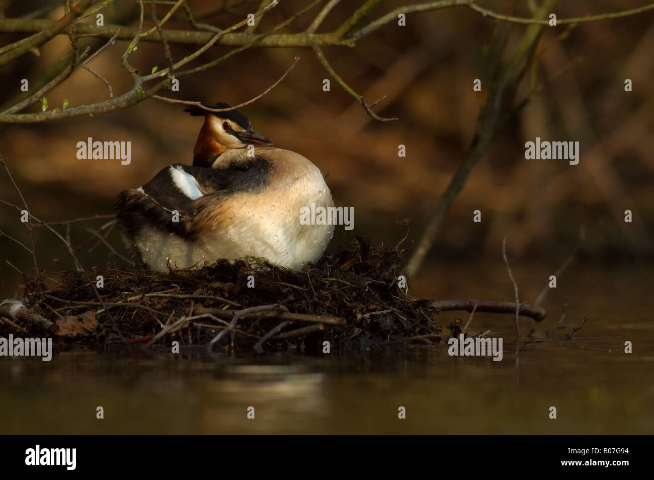 Female great crested grebe hi-res stock photography and images - Alamy