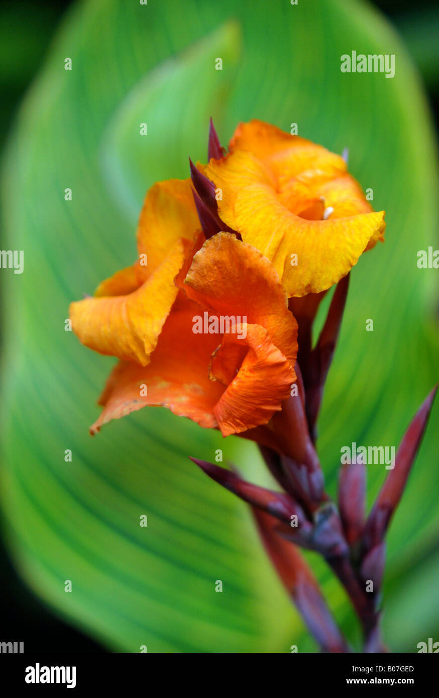 AN ORANGE CANNA IN BLOOM IN A TROPICAL GARDEN IN THE WEST OF ENGLAND UK ...