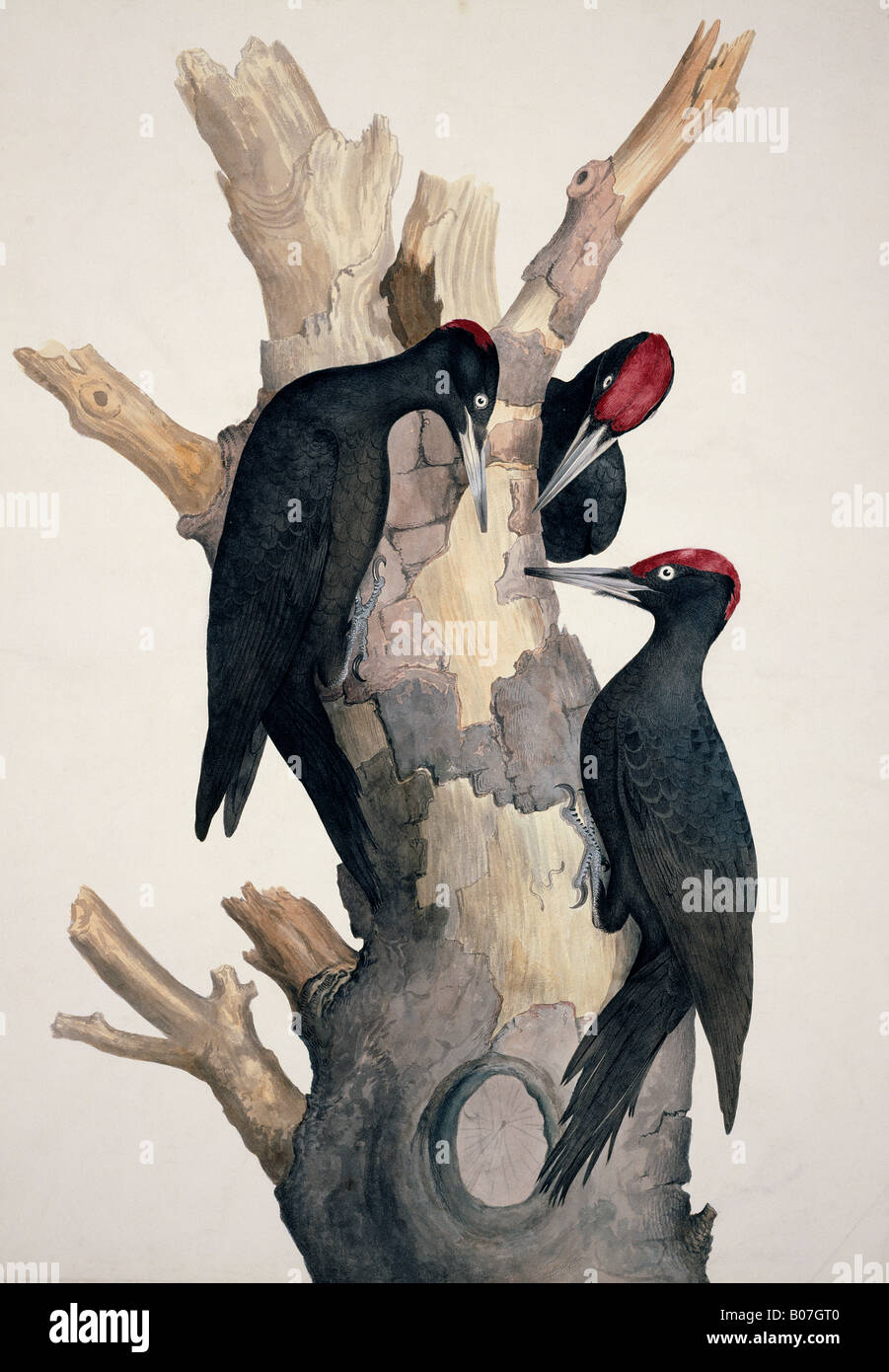 Dryocopus martius, black woodpecker Stock Photo - Alamy