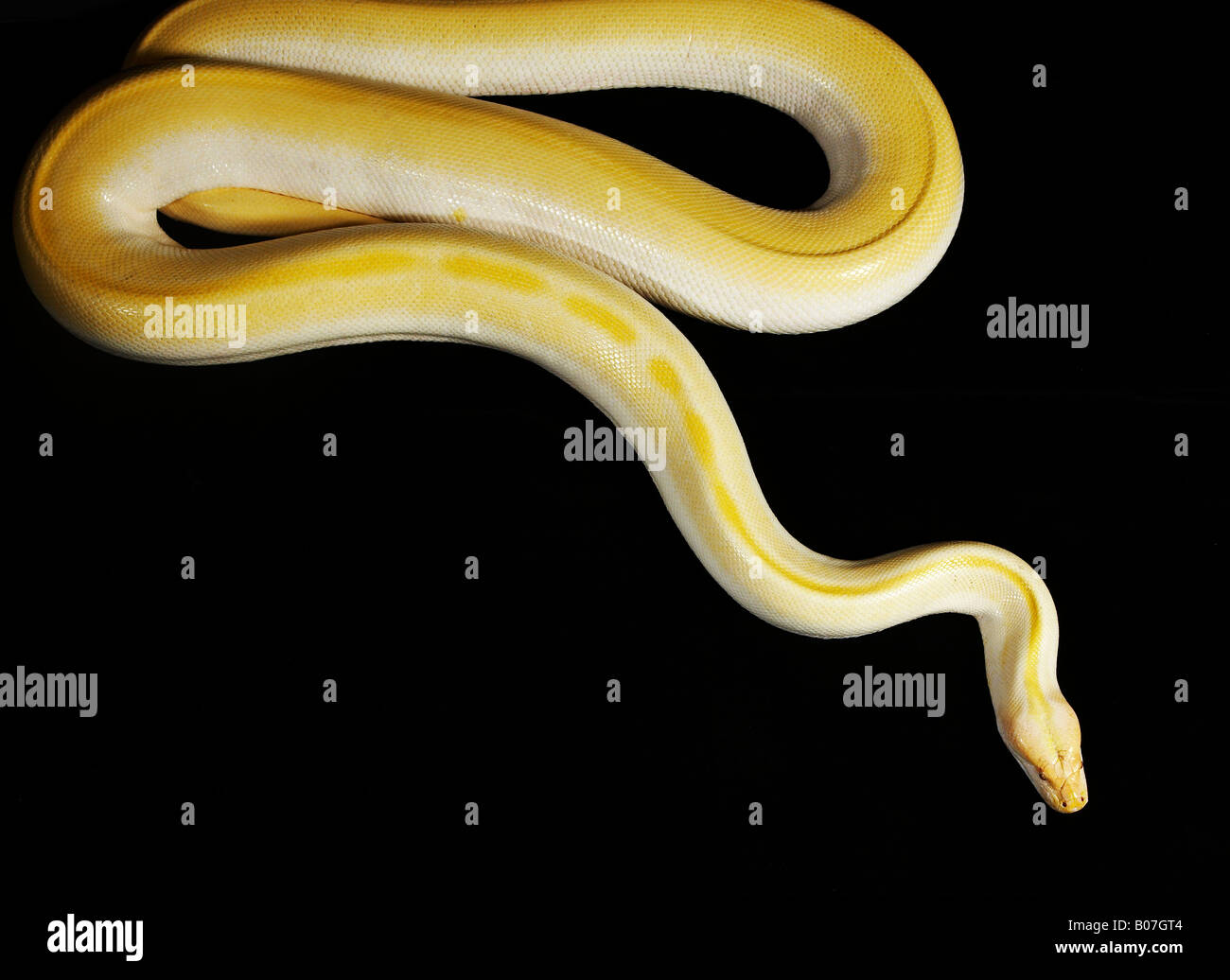 Coiled burmese python hi-res stock photography and images - Alamy