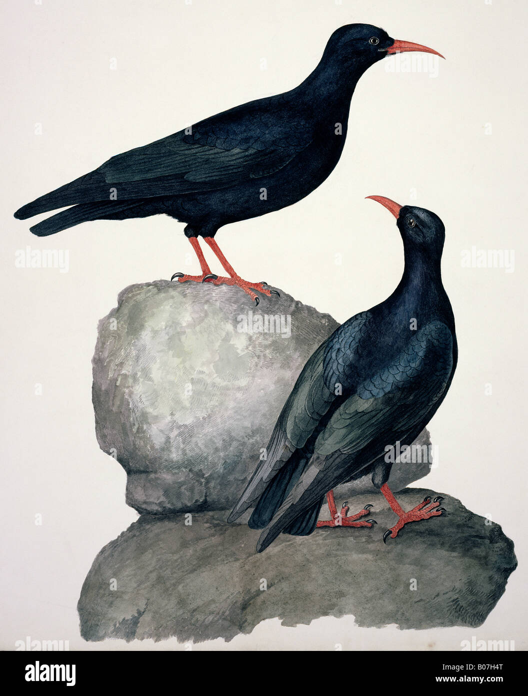 Chough illustration hi-res stock photography and images - Alamy