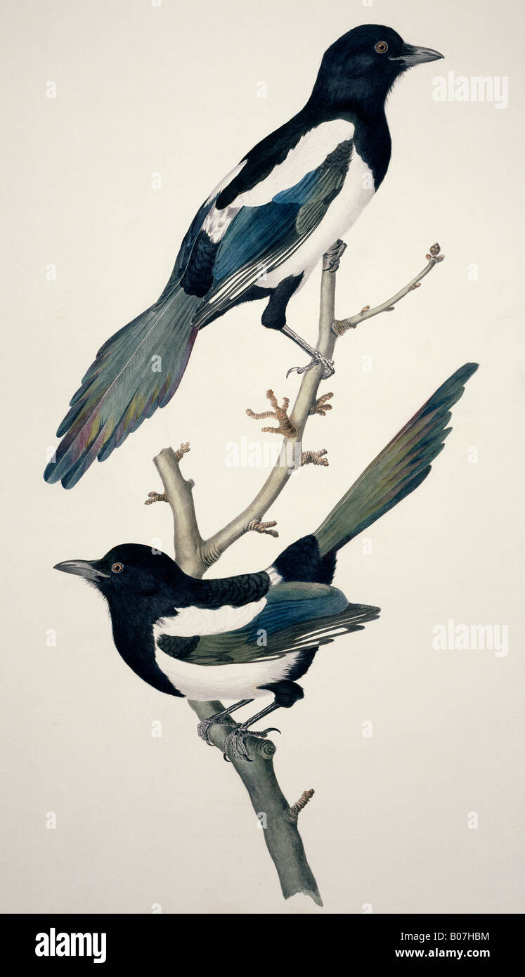 Magpie illustration hi-res stock photography and images - Alamy