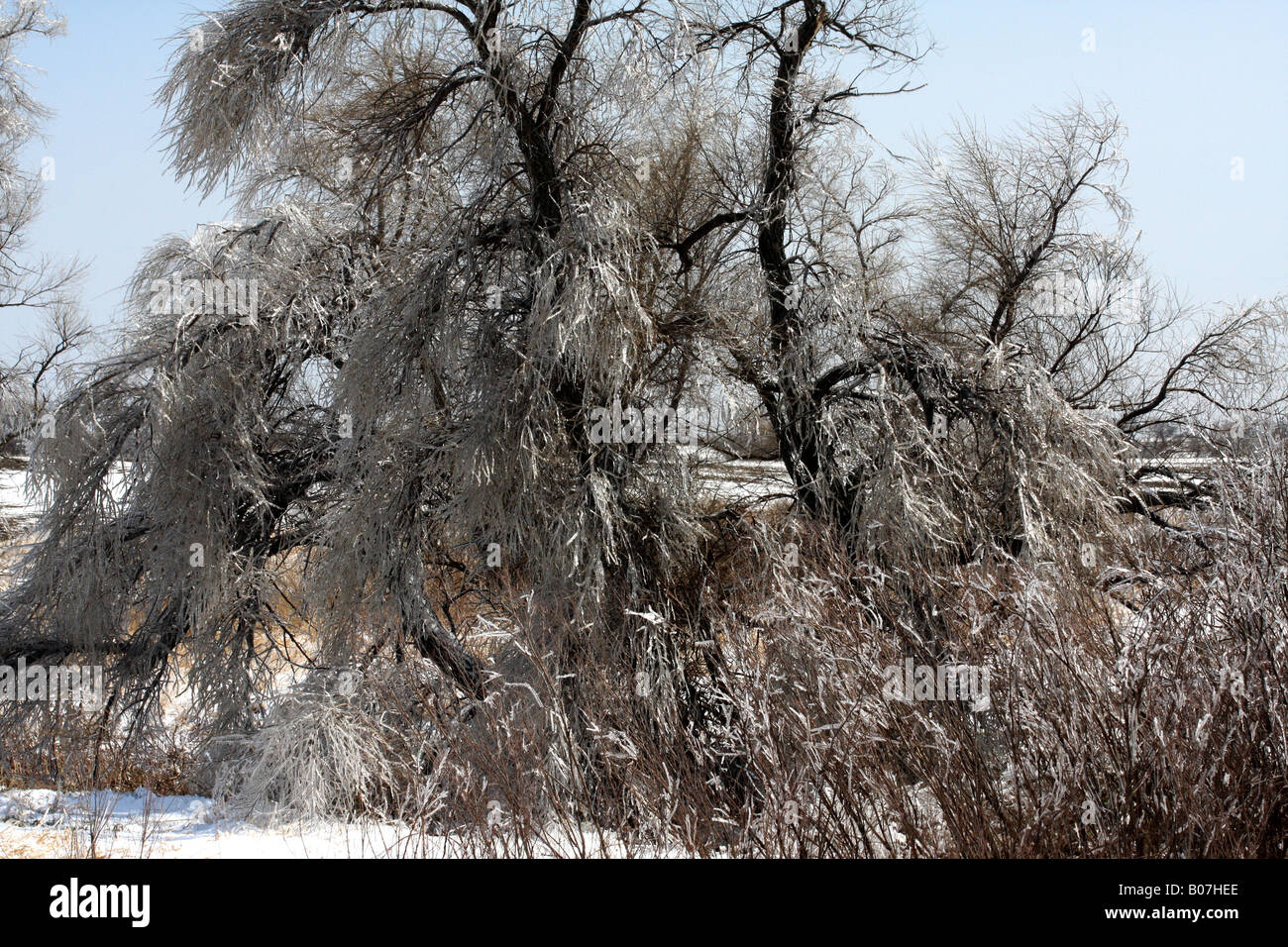 Ice covered tree Stock Photo - Alamy