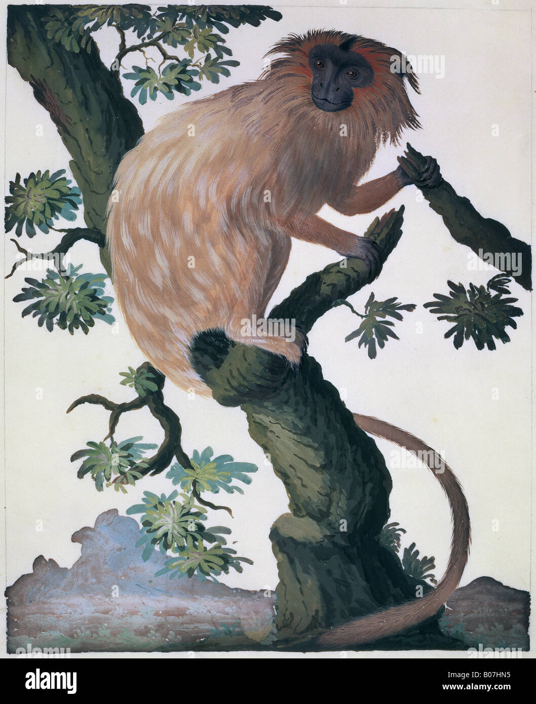 Leontopithecus rosalia, golden lion tamarin Stock Photo - Alamy