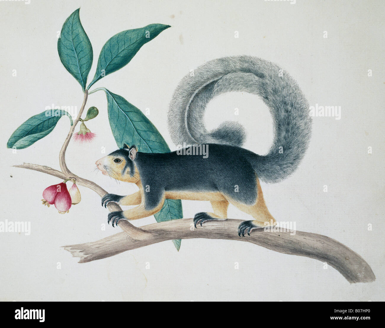 Sciurus macrourus, long-tailed squirrel Stock Photo - Alamy