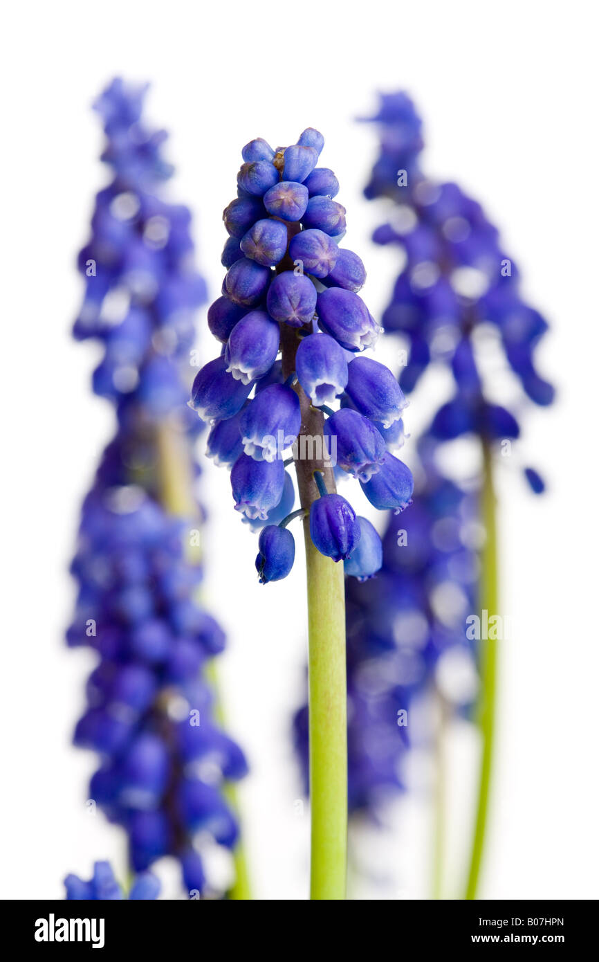 Muscari botryoides In aRGB color for beautiful prints Stock Photo - Alamy