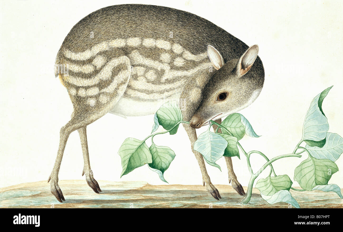 Tragulus javanicus, mouse-deer Stock Photo - Alamy