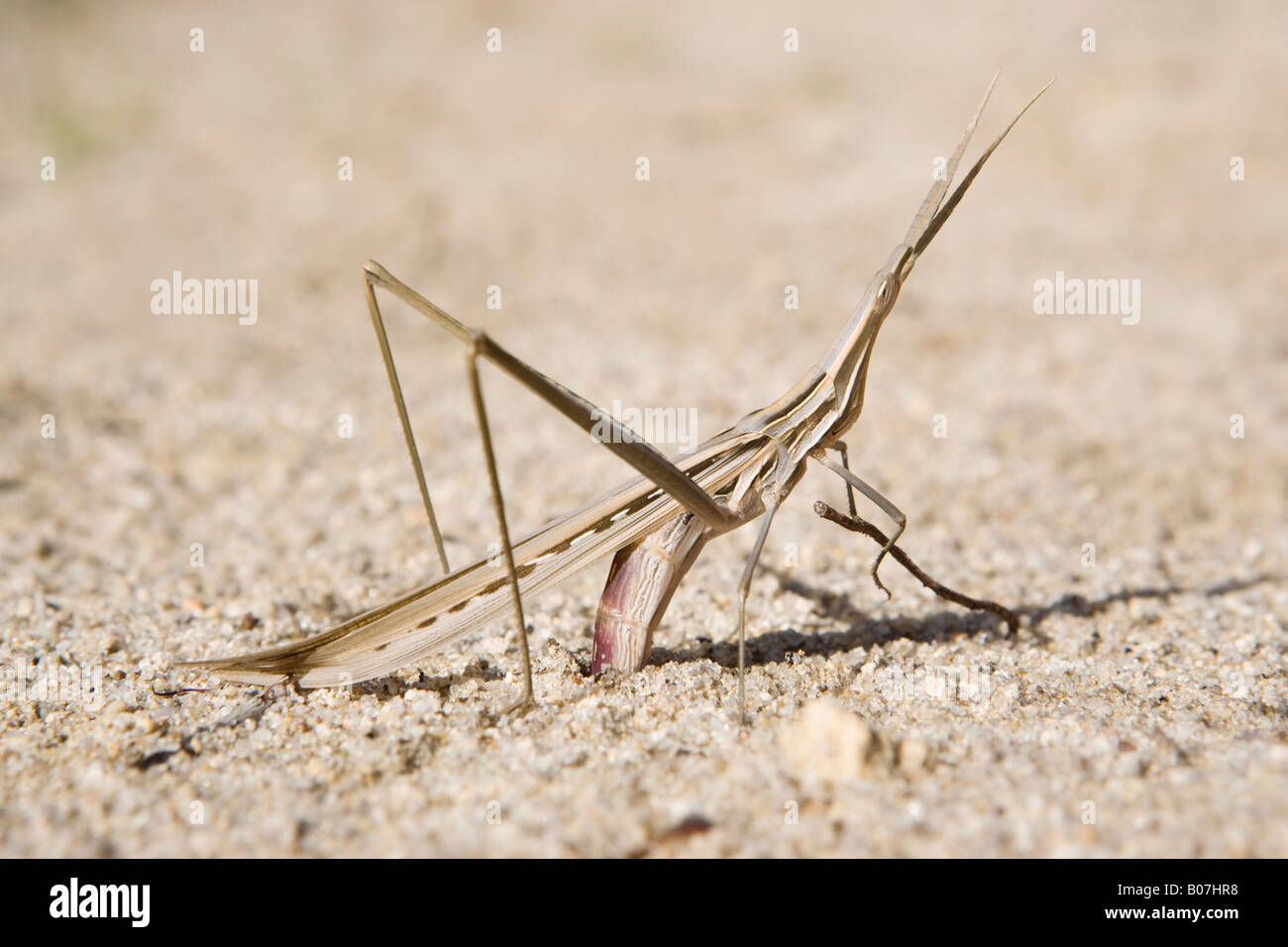The brown form of the Giant Slant-faced Grasshopper (Acrida conica ...