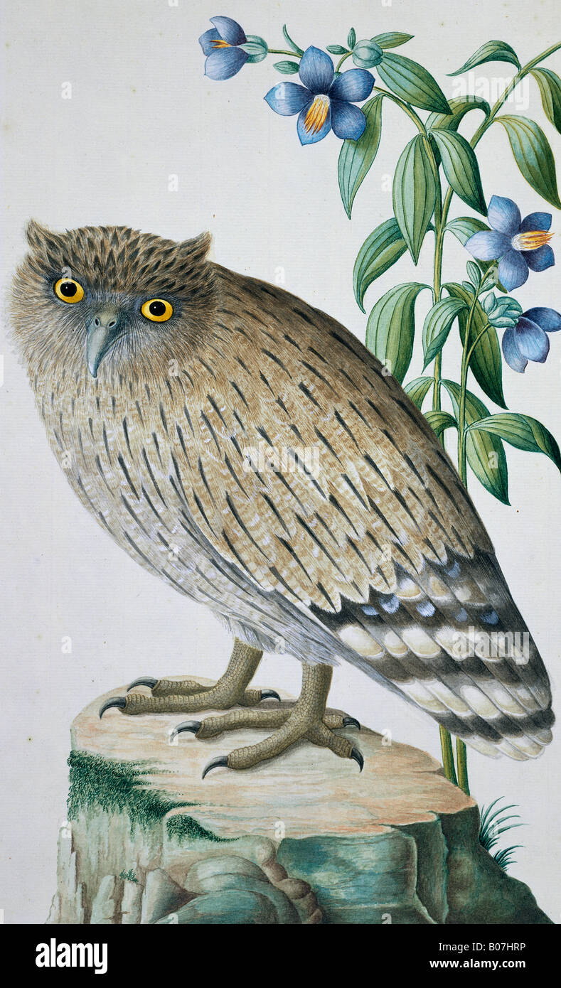 Ketupa zeylonensis, brown fish owl Stock Photo - Alamy