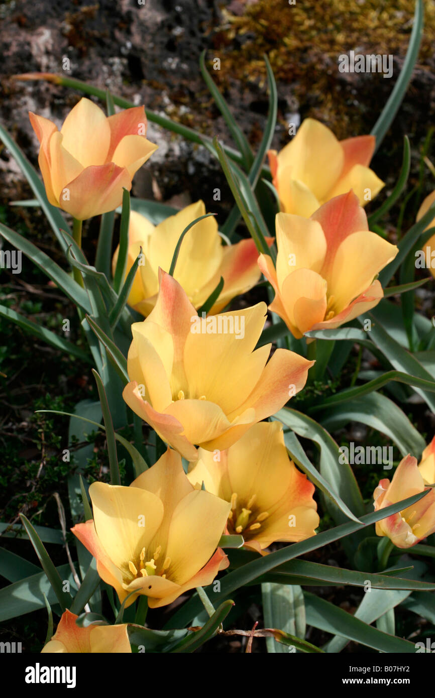 Tulipa linifolia hi-res stock photography and images - Alamy