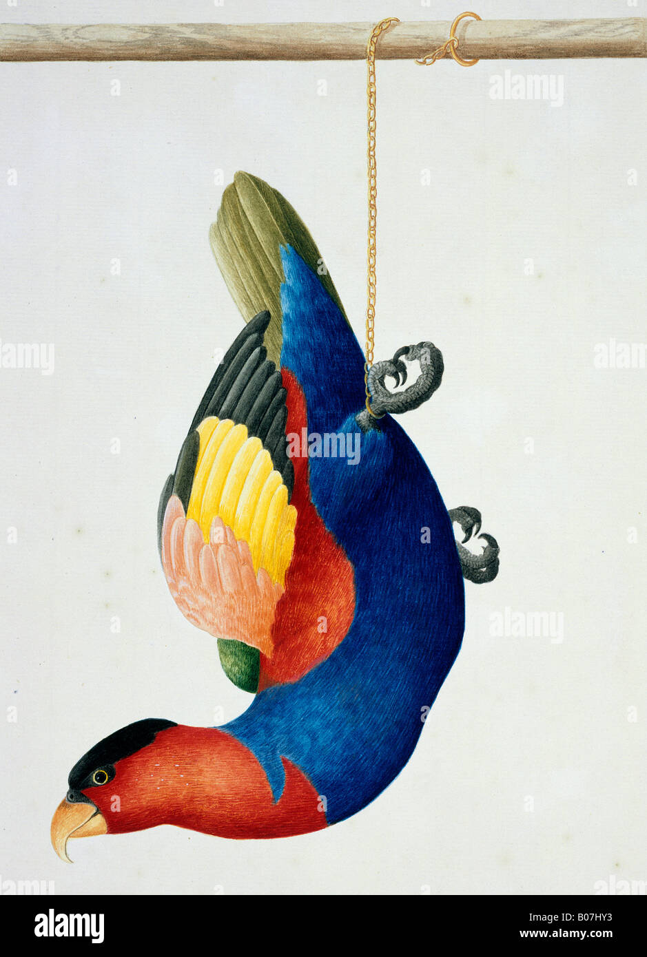 Lorius lory, black-capped lory Stock Photo - Alamy