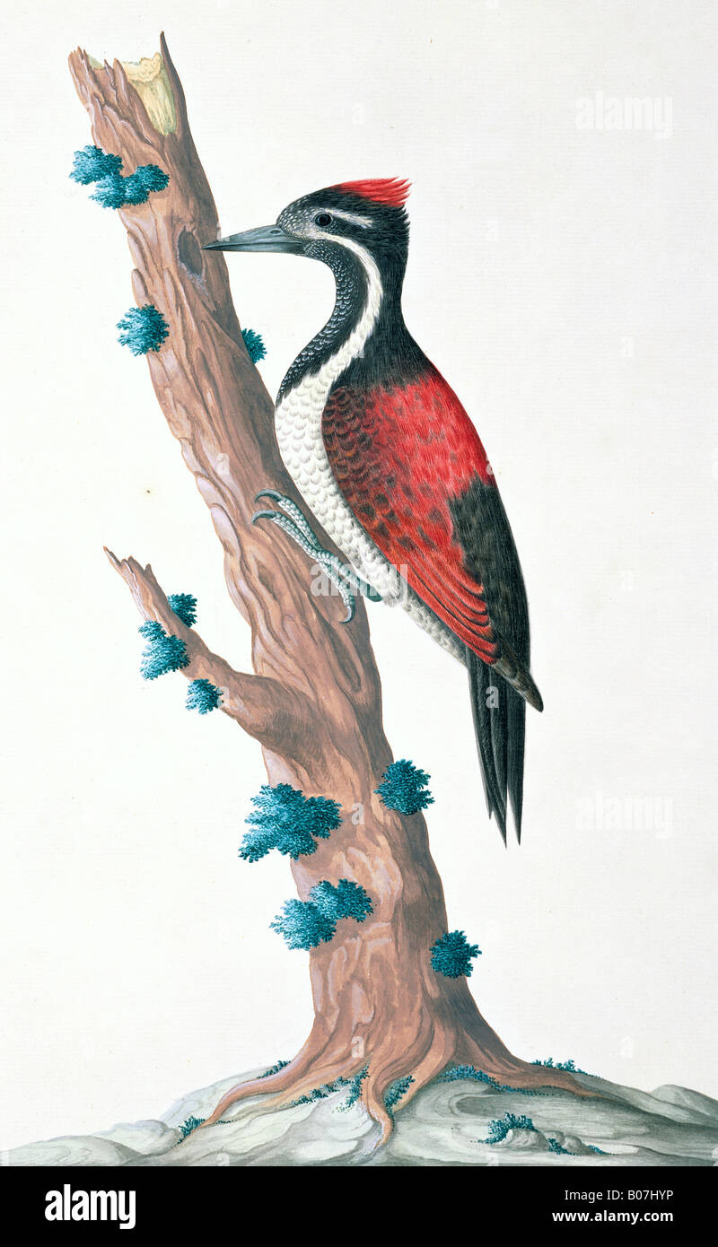 Dinopium benghalense, black-rumped woodpecker Stock Photo - Alamy