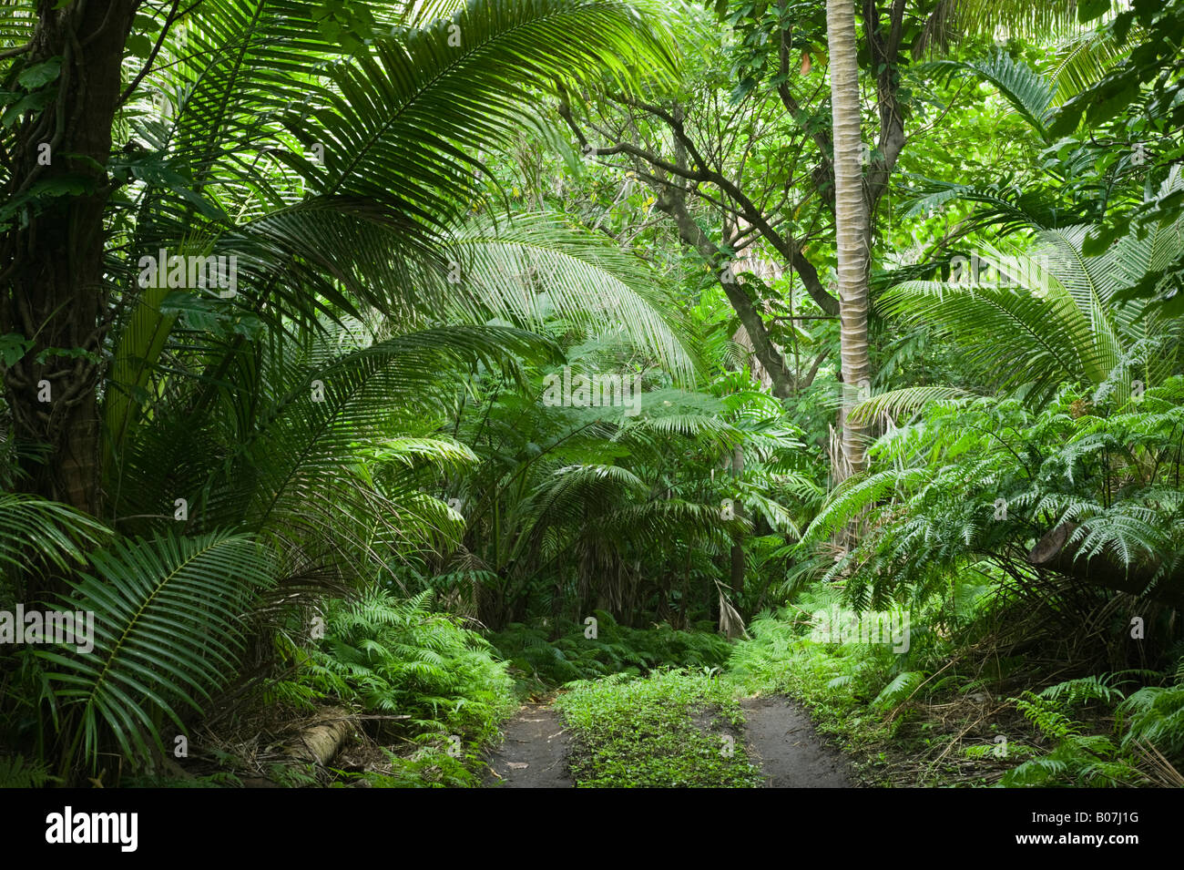 Vanuatu, Tanna Island Port Resolution, Jungle Road to Port Resolution ...