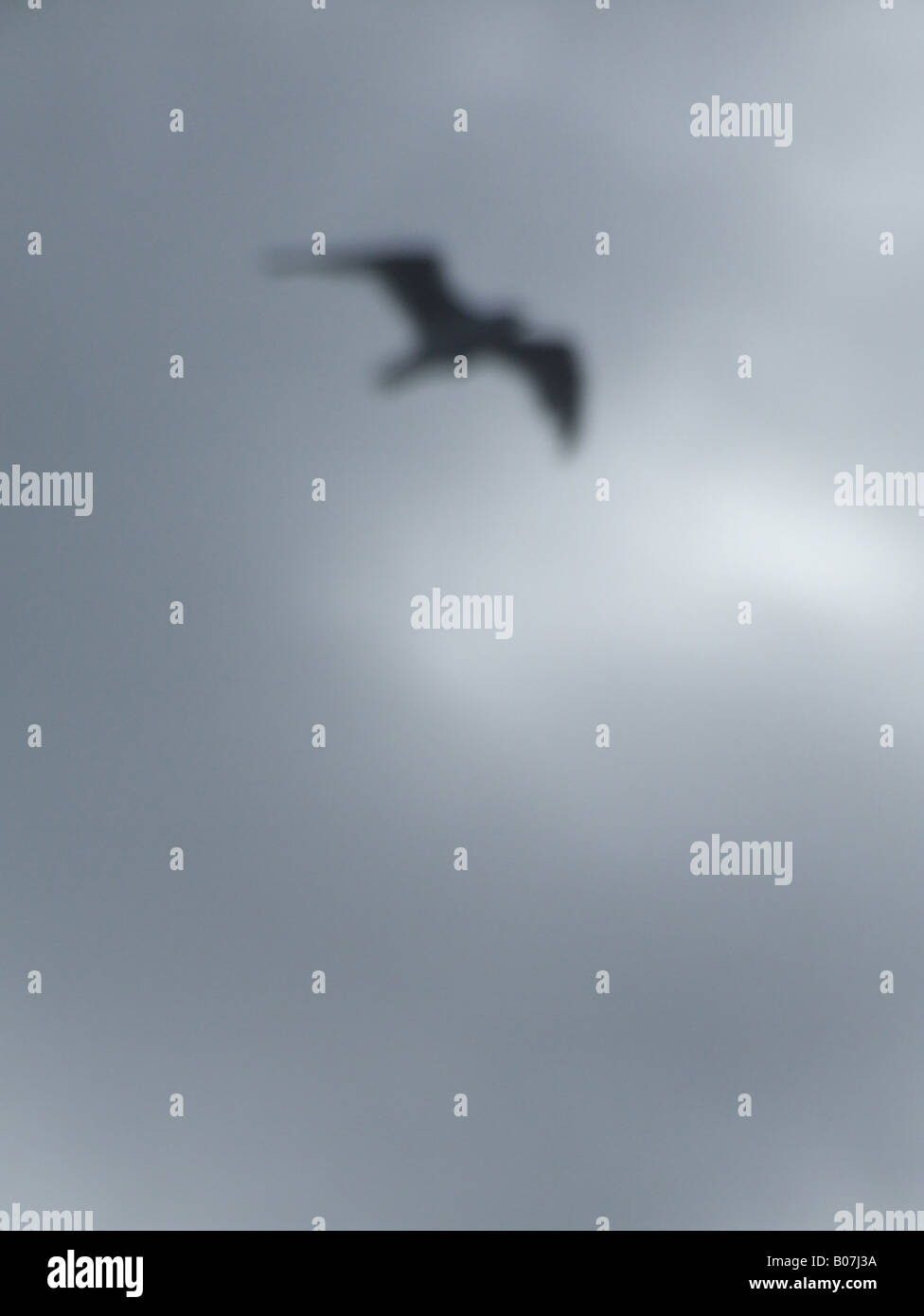 one bird flying in sky Stock Photo - Alamy