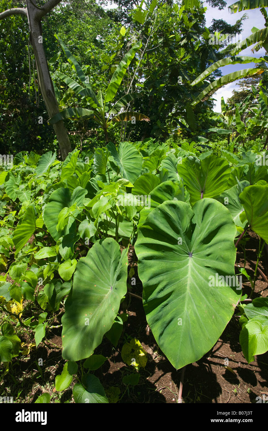 Taro plantation hi-res stock photography and images - Alamy
