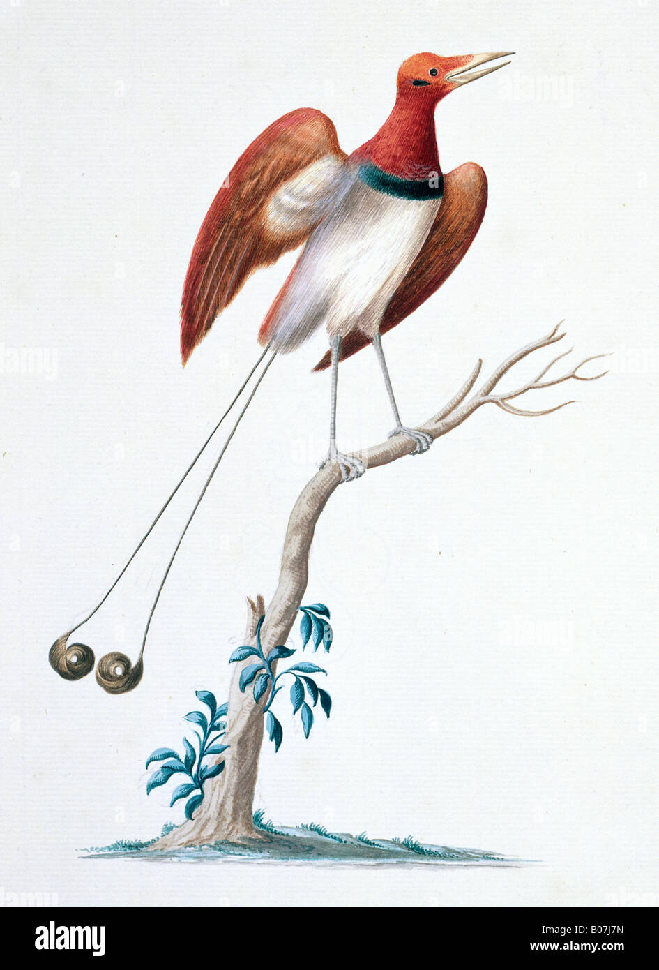 Cicinnurus regius, king bird-of-paradise Stock Photo - Alamy