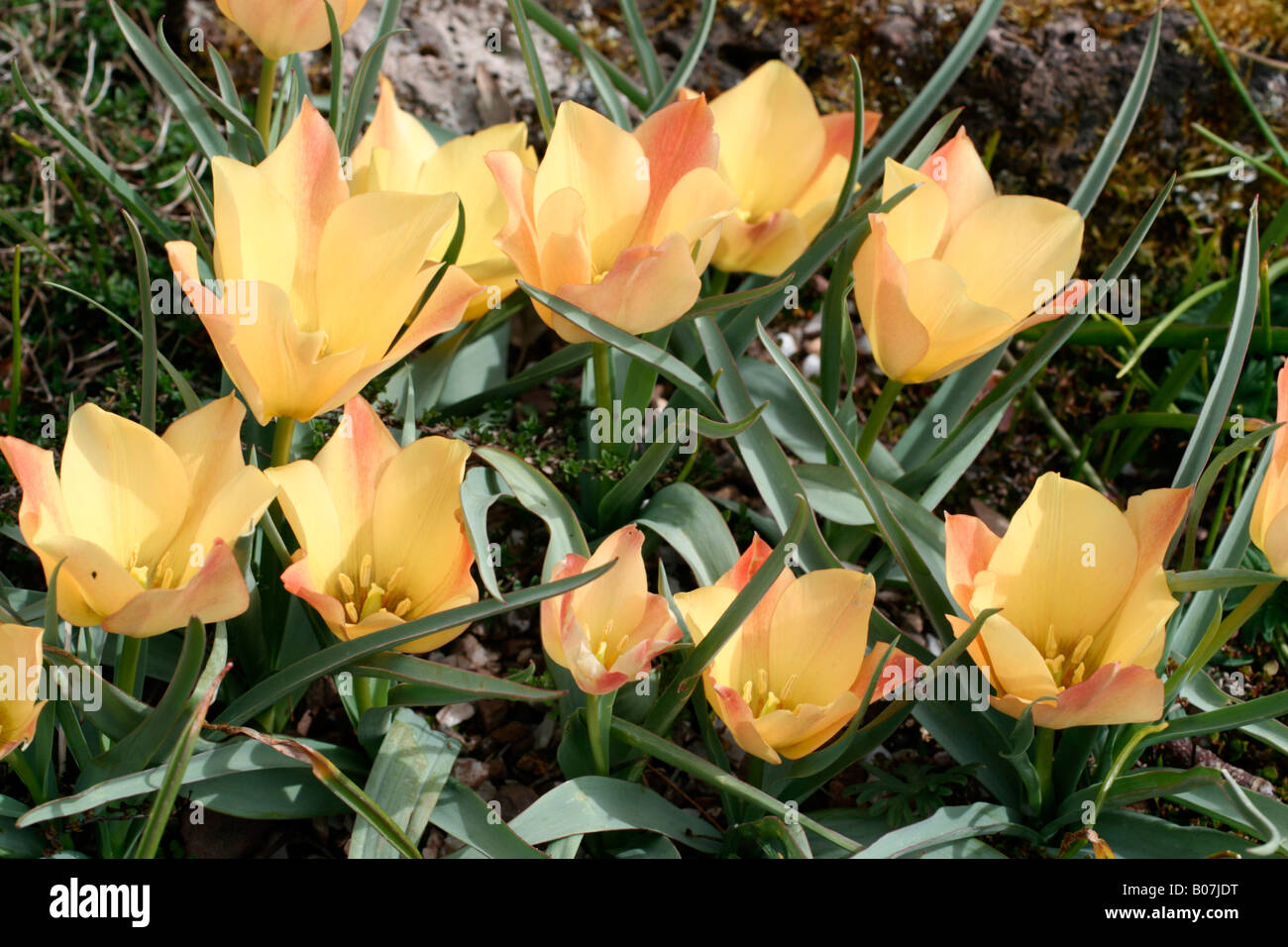 TULIPA LINIFOLIA BATALINII GROUP BRIGHT GEM Stock Photo - Alamy