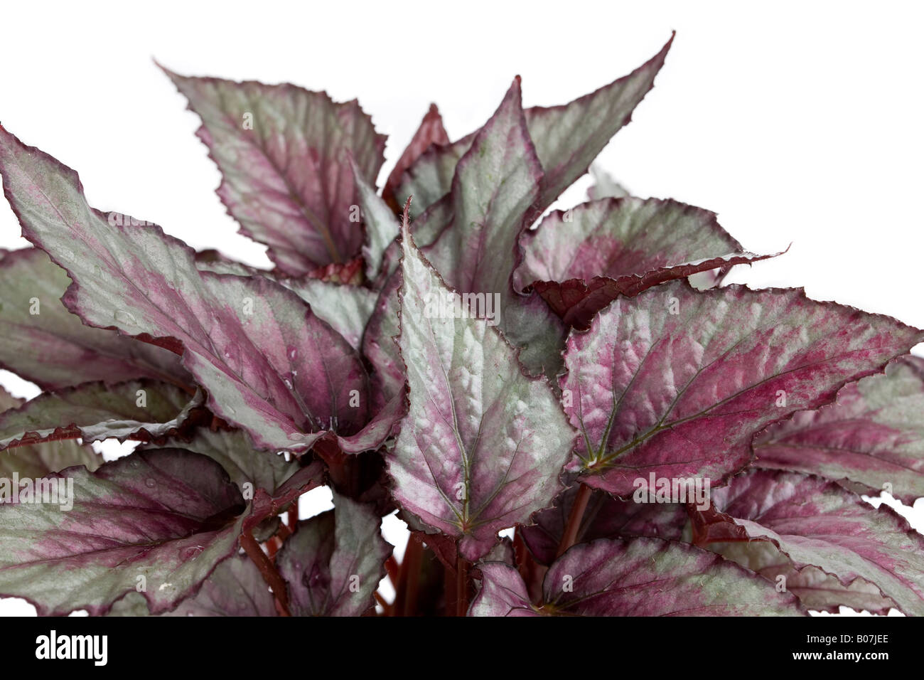Begonia border hi-res stock photography and images - Alamy
