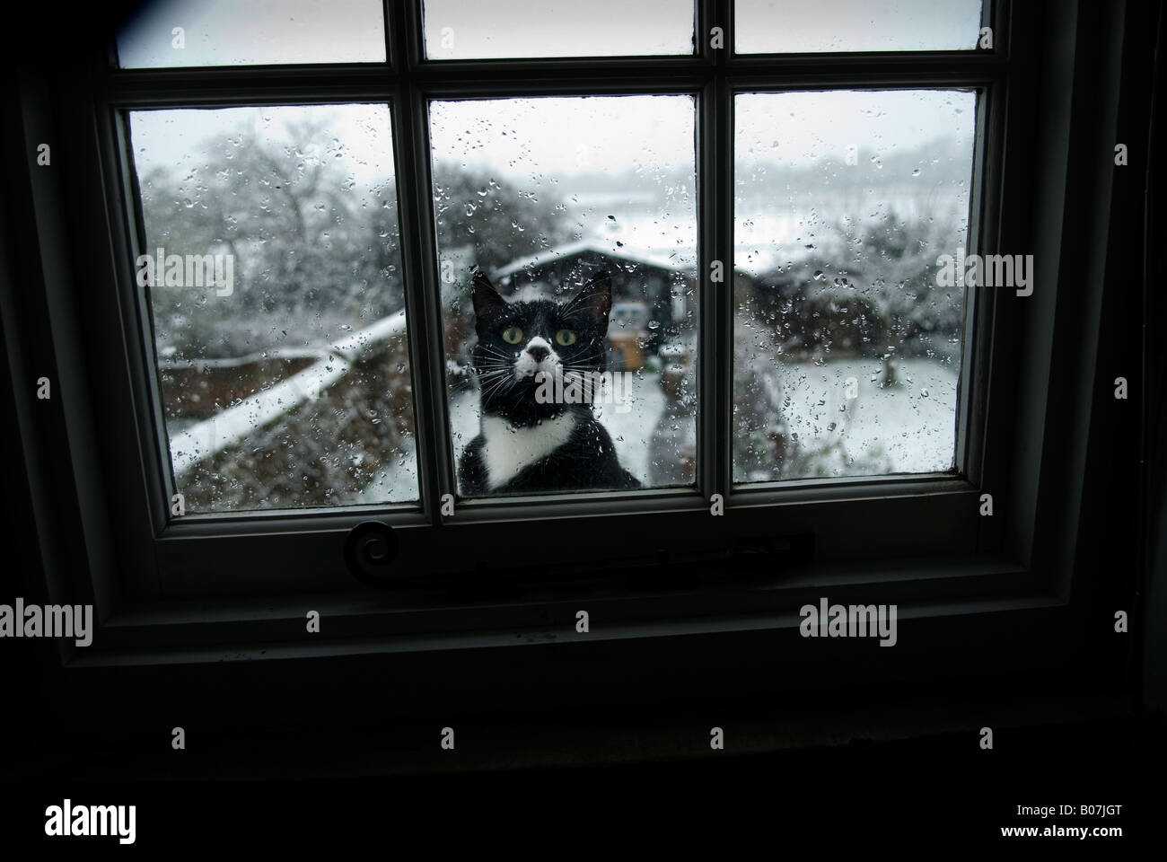 Black cat snow hi-res stock photography and images - Alamy