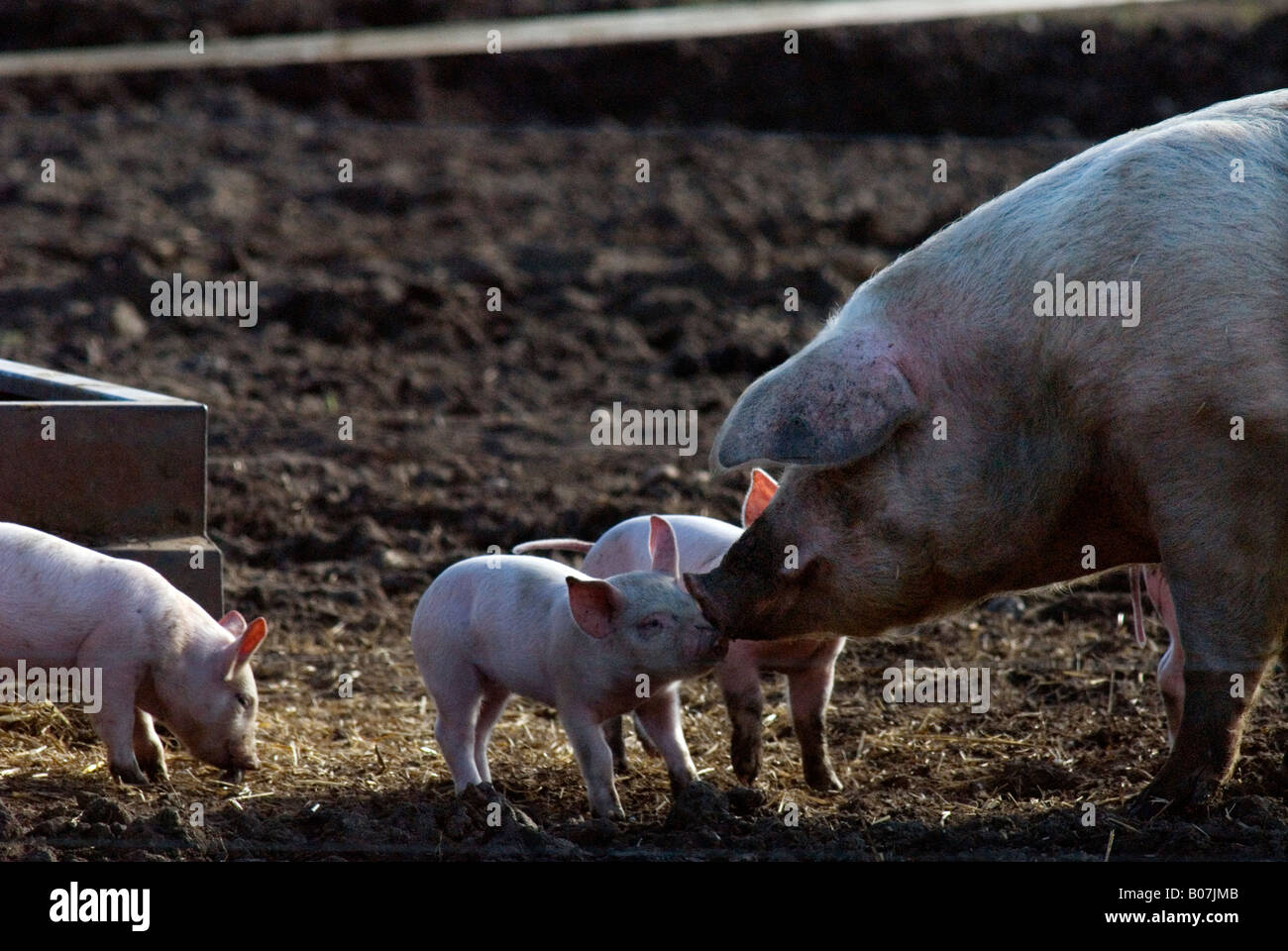 PIG FARMERS PIG FARMER SUFFOLK NORFOLK PORK FOOD FARMING Stock Photo ...