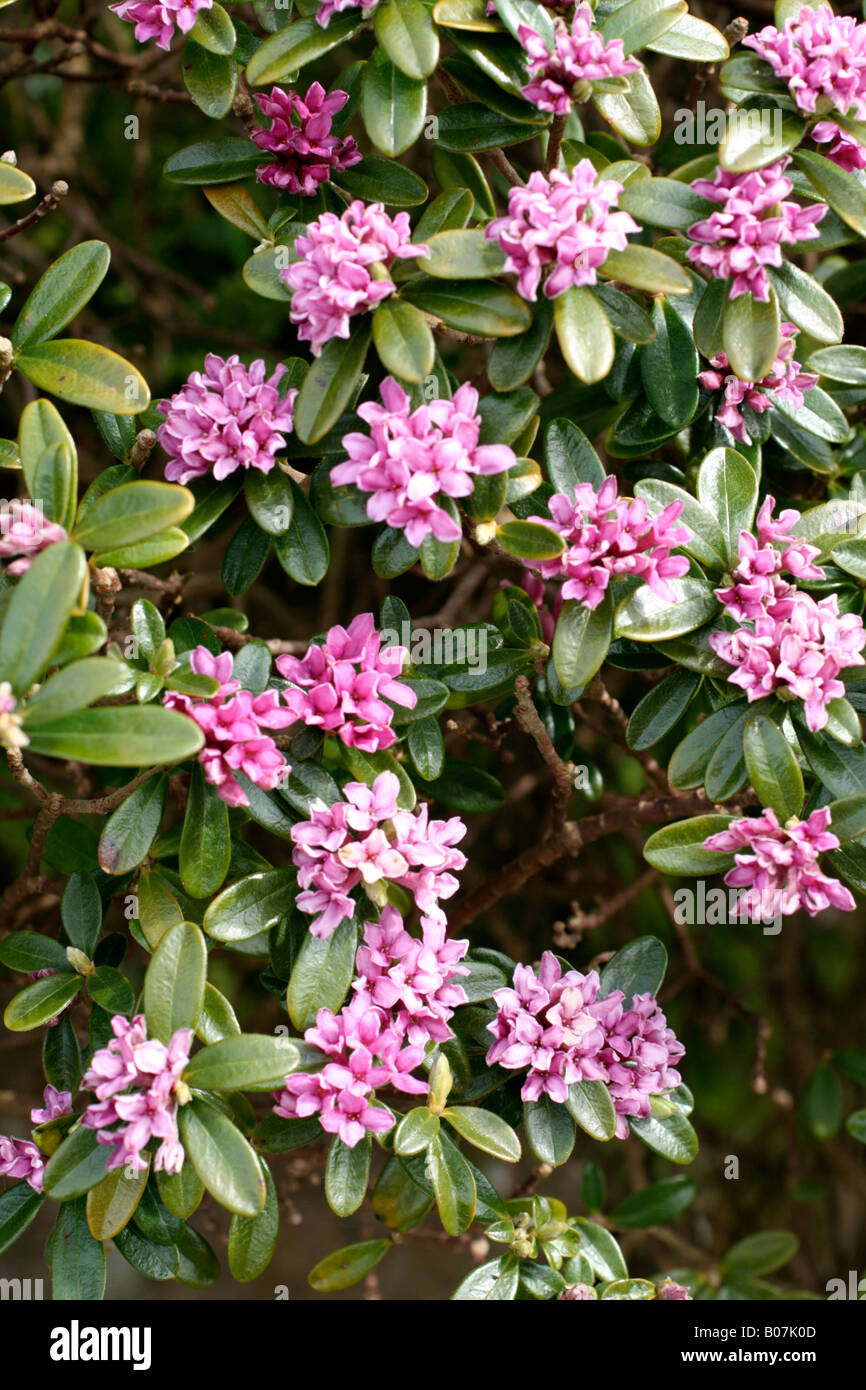 Daphne sericea hi-res stock photography and images - Alamy